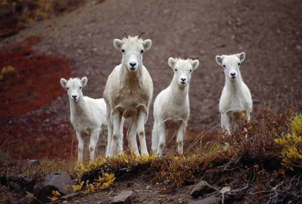 Dall sheep Stock Photos, Royalty Free Dall sheep Images | Depositphotos