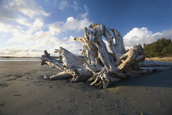 Driftwood on beach Stock Photos, Royalty Free Driftwood on beach Images ...