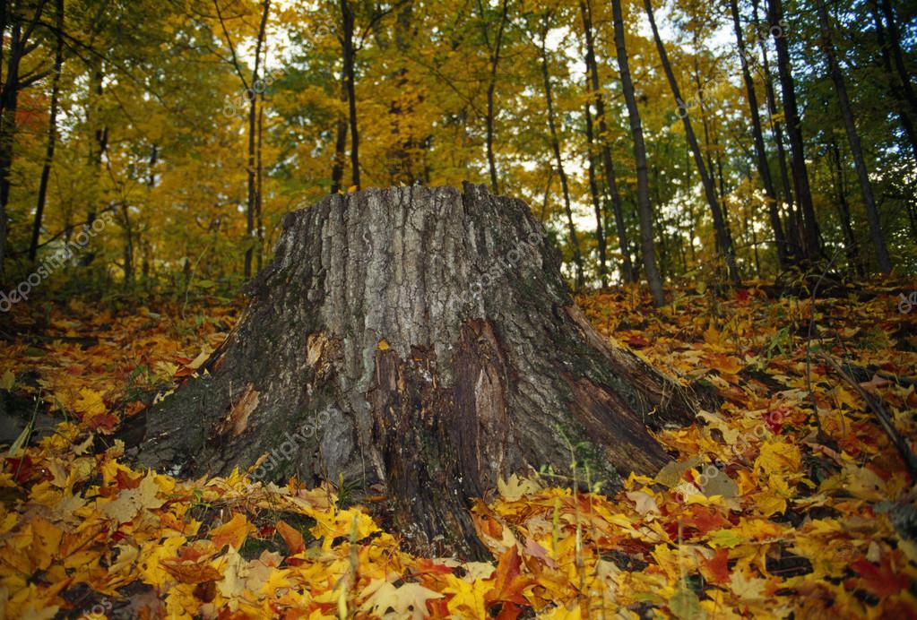 Large Tree Stump In Autumn — Stock Photo © DesignPicsInc #31711133