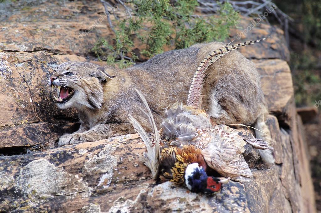 Bobcats Eating