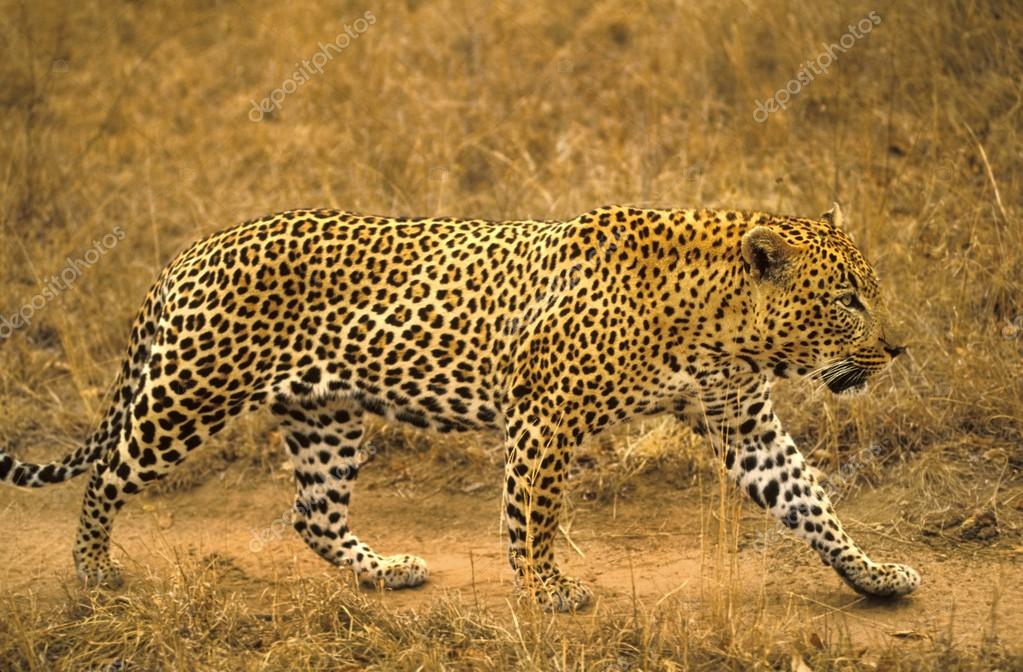 leopardo macho — Fotos de Stock © DesignPicsInc #31712589