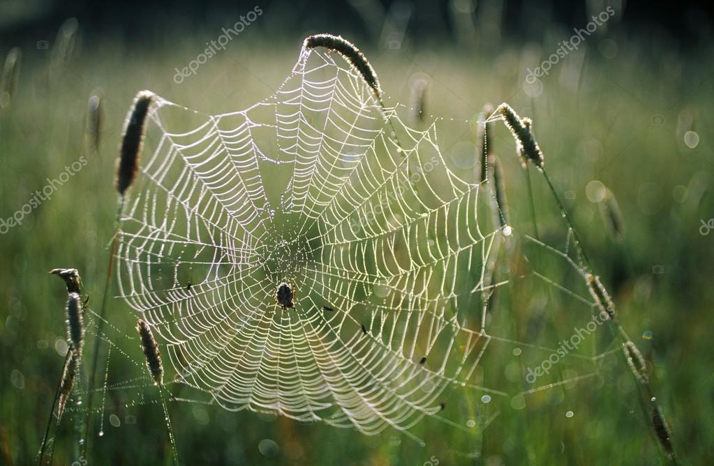 Spider Web Stock Photo by ©DesignPicsInc 31713963