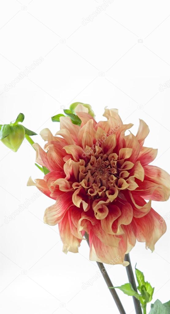 Dahlia Flower — Stock Photo © DesignPicsInc #31714417