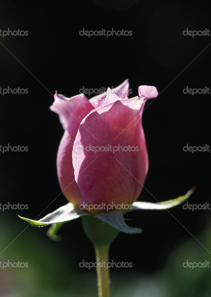 Pink Rose Bud Stock Photo by ©DesignPicsInc 31714587