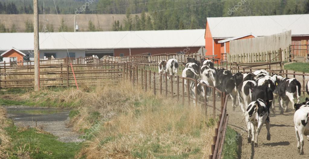 Vacas corriendo en Corral 2022