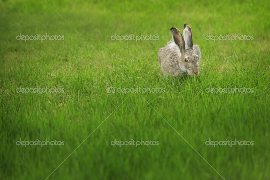 Rabbit Eating Grass — Stock Photo © DesignPicsInc #31718655