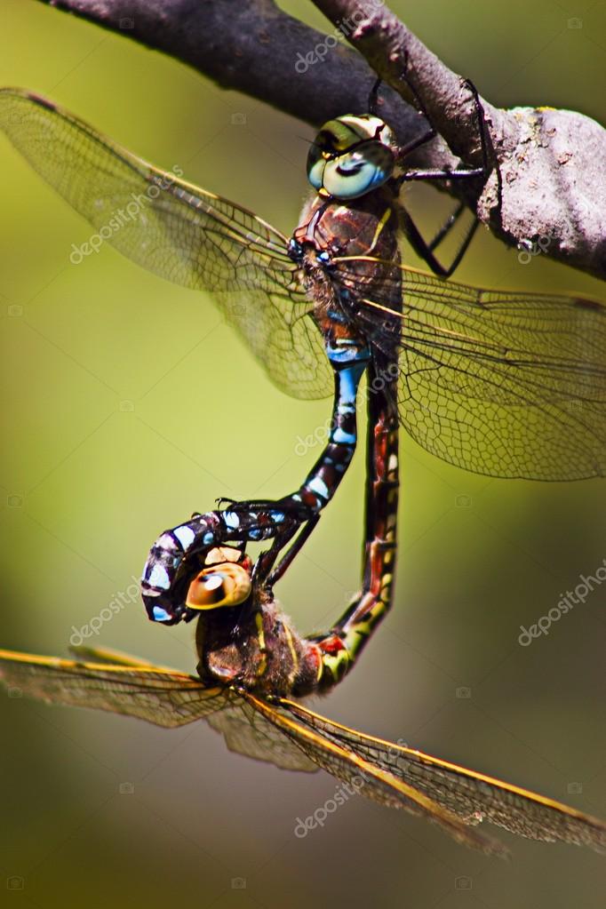 Mating Dragonflies Stock Photo by ©DesignPicsInc 31718695
