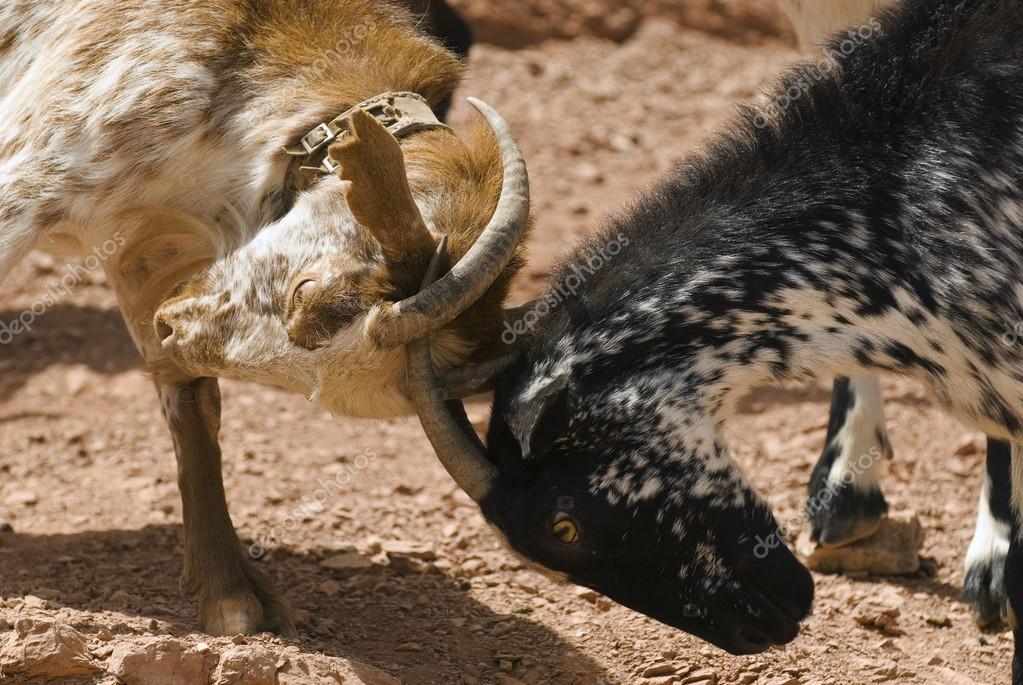 Goats Fighting Stock Photo by ©DesignPicsInc 31719067
