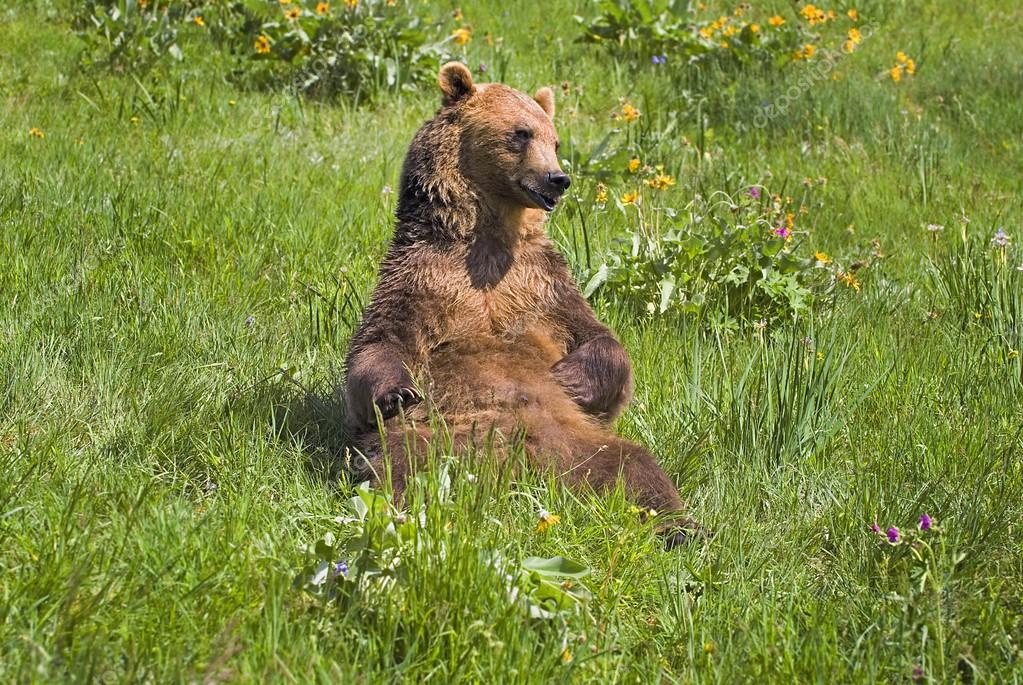 Grizzly Bear Sitting Down