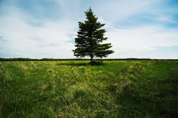 ᐈ Evergreens trees stock pictures, Royalty Free evergreens images ...