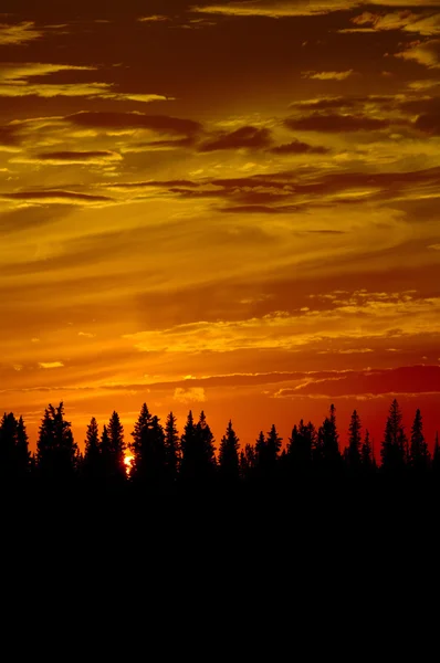 Redwood forest sunset Stock Photos, Royalty Free Redwood forest sunset ...