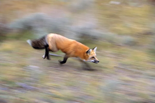 Fox running Stock Photos, Royalty Free Fox running Images | Depositphotos