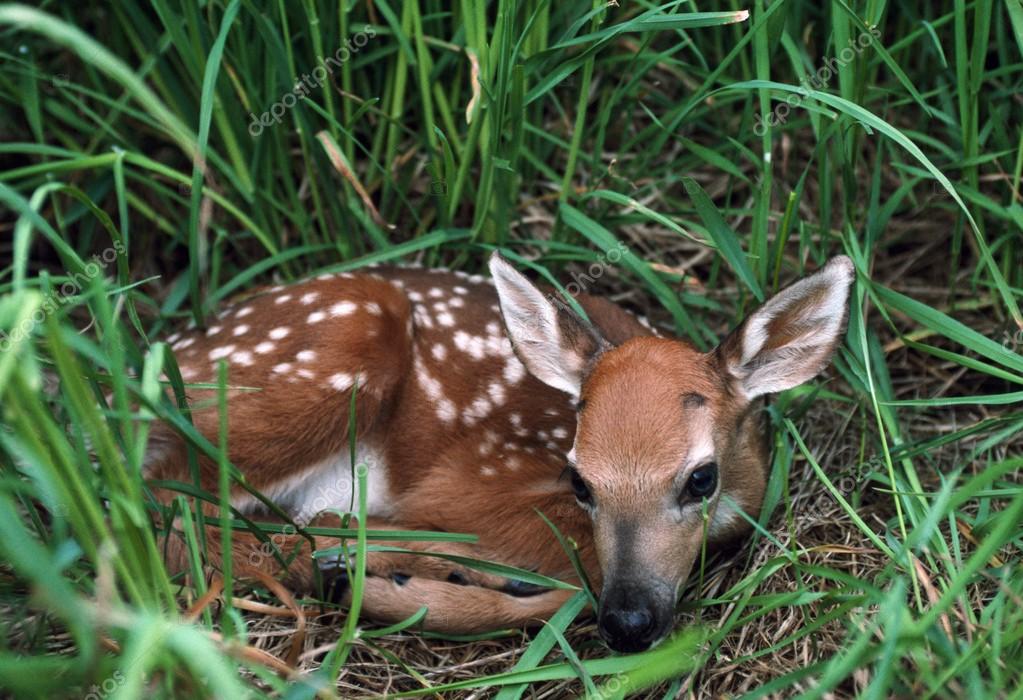Mostruosi Cervi Dalla Coda Bianca Che Combattono Invasione Di Cervi: