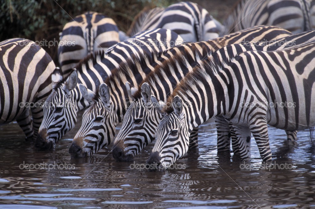 Zebra Herd Drinking Water Stock Photo by ©DesignPicsInc 31721399