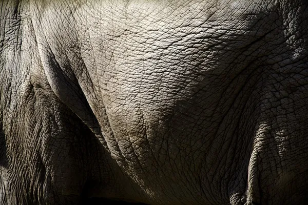 Elephant's Skin Stock Photo by ©DesignPicsInc 31938033