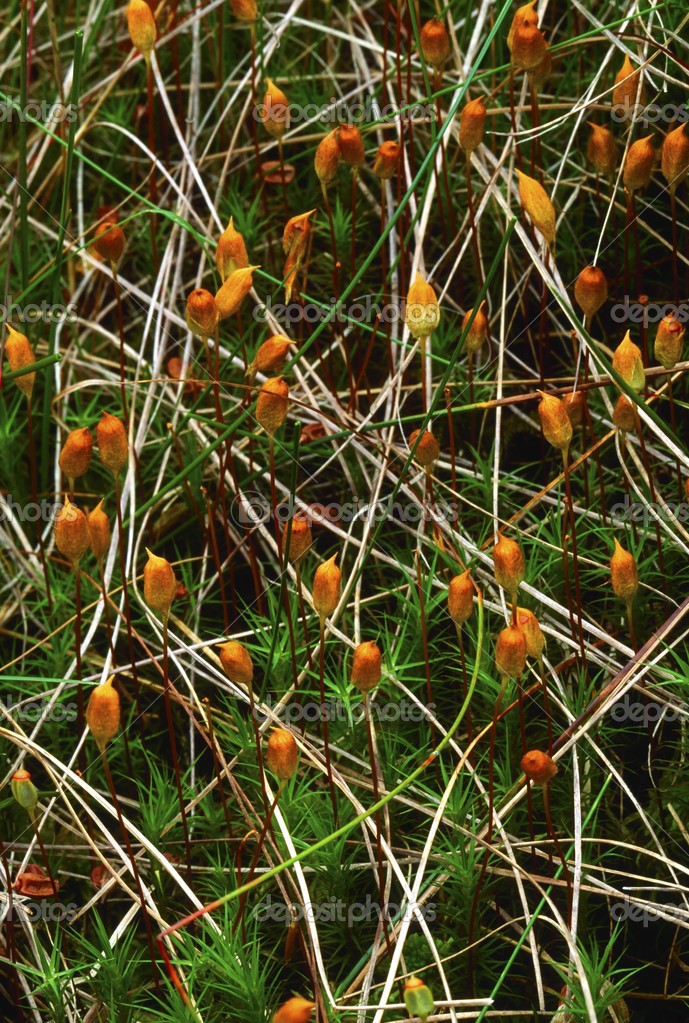Bog Plant, The Murrins, Co Tyrone, Ireland — Stock Photo ...