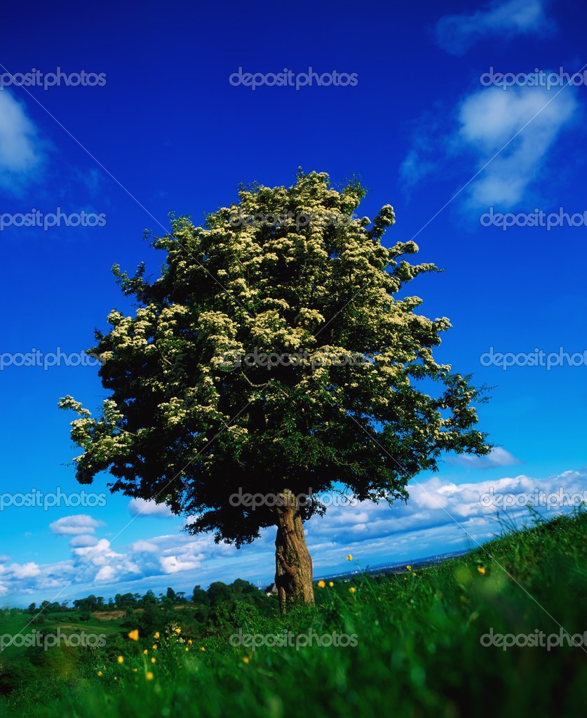 White Hawthorn Stock Photo by ©DesignPicsInc 31760583
