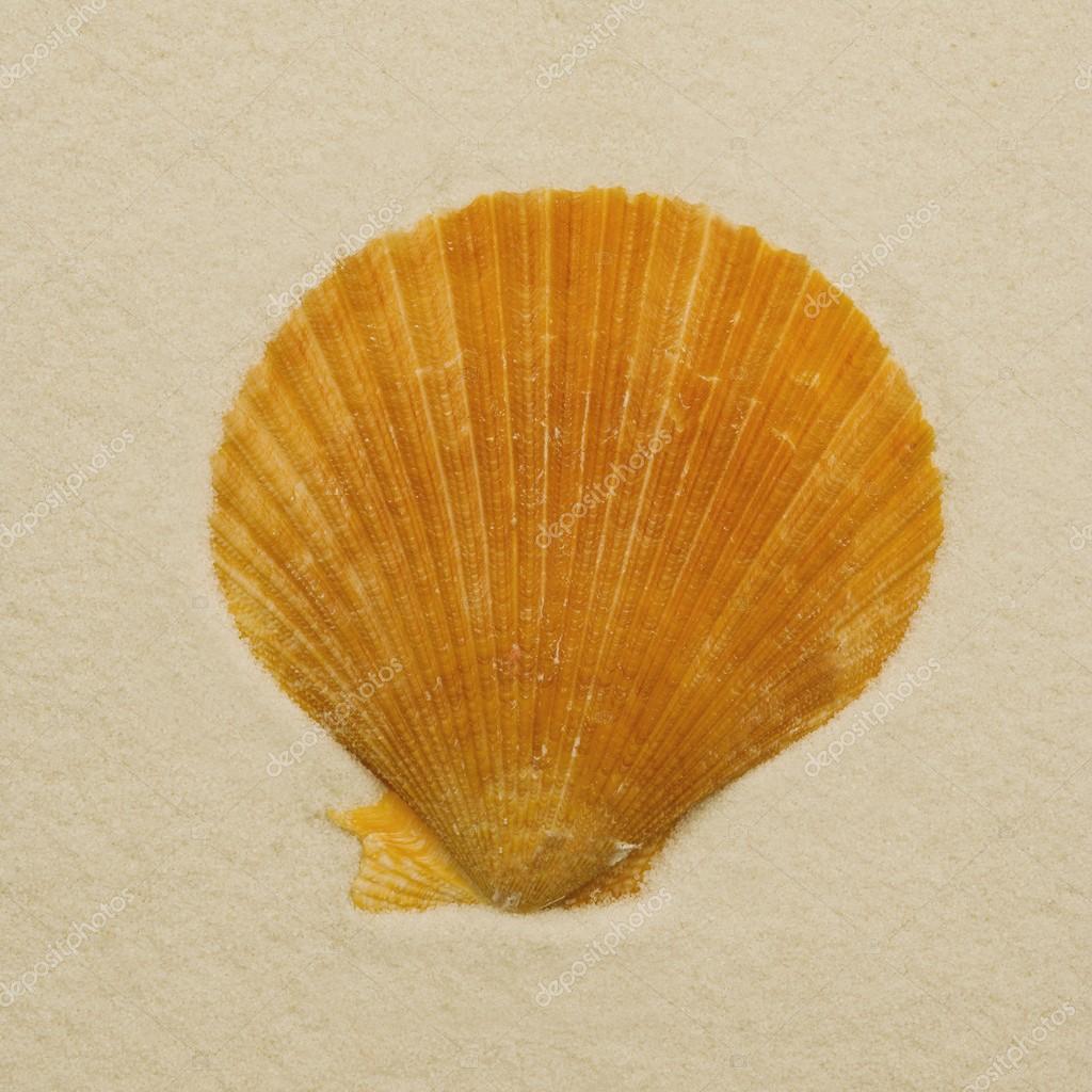 Seashell Stock Photo by ©DesignPicsInc 31764871