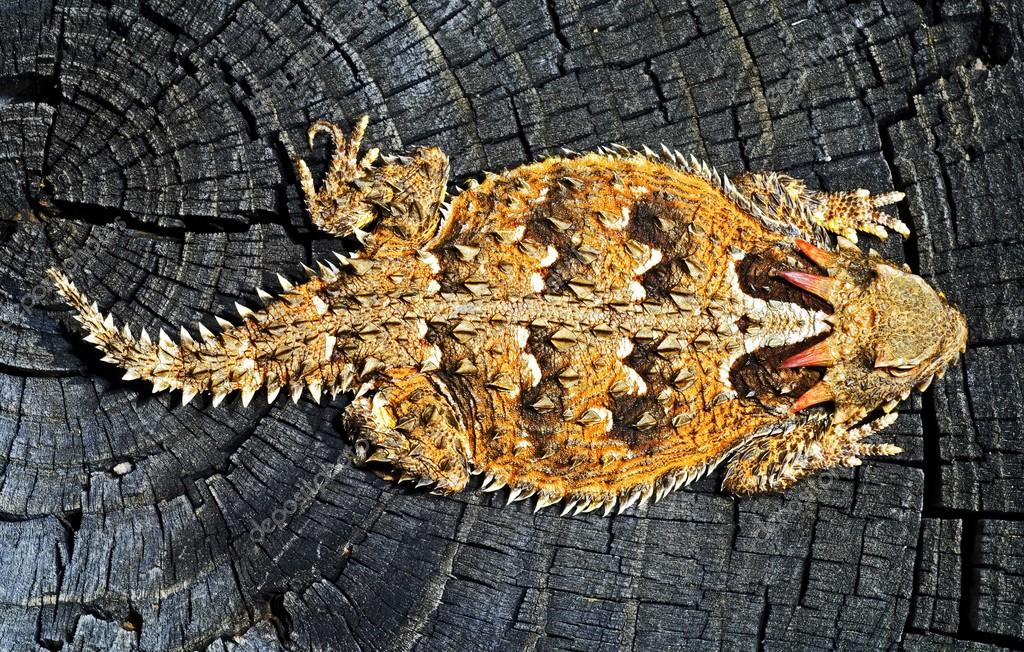 A Coast Horned Lizard — Stock Photo © DesignPicsInc #31765517