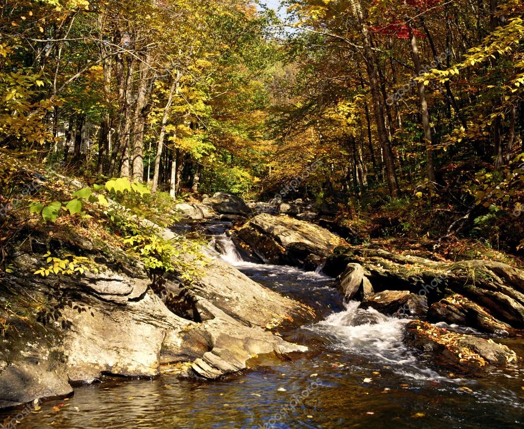 River Running Through Forest — Stock Photo © DesignPicsInc #31767113