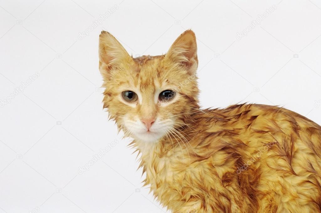 Wet Kitten Stock Photo by ©DesignPicsInc 31768351