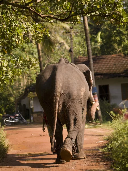 View with elephants Stock Photos, Royalty Free View with elephants ...