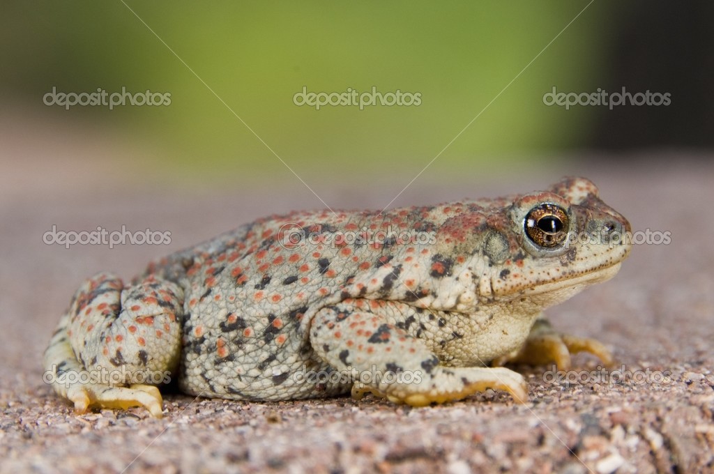 A Red-Spotted Toad (Bufo Punctatus), Arizona, EE.UU. Sapo sentado en el ...