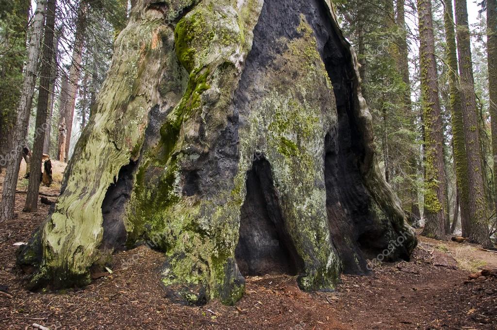 Árbol secuoya gigante, parque nacional secuoya 2023