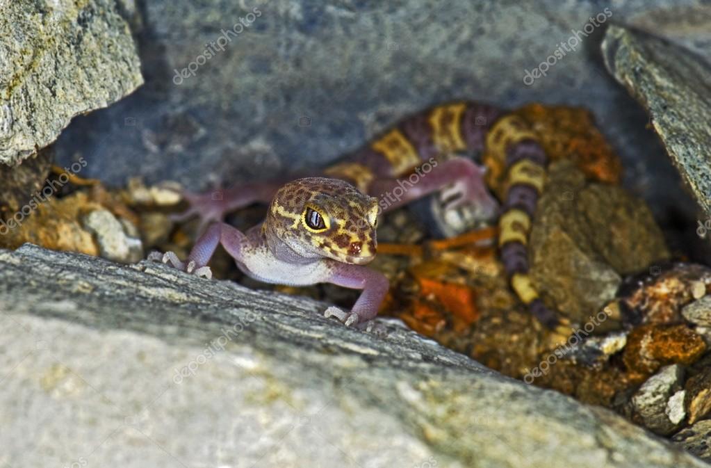 A Texas Banded Gecko Stock Photo by ©DesignPicsInc 31797735