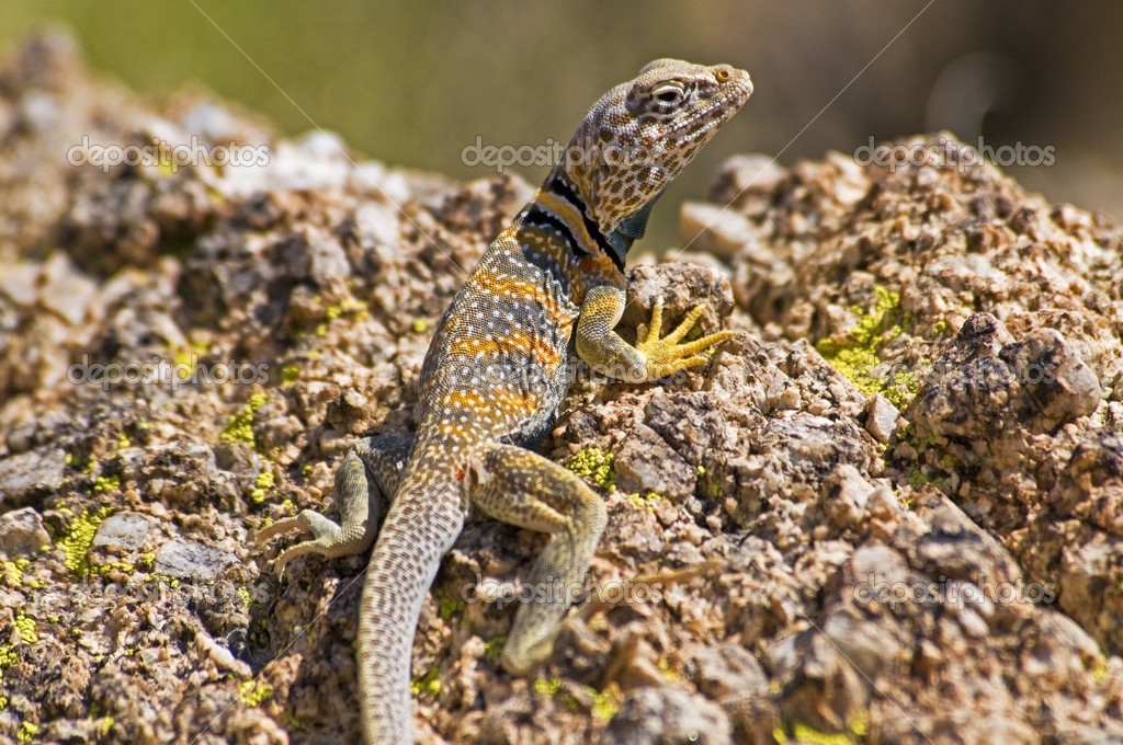 Great Basin Collared Lizard (Crotaphytus Bicinctores) — Stock Photo ...