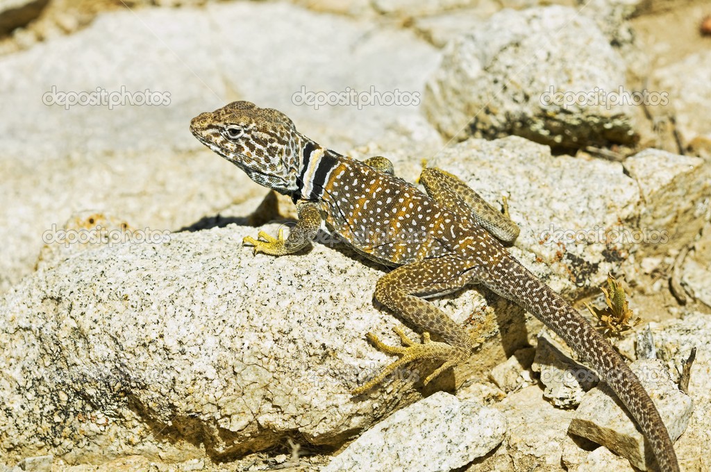 Great Basin Collared Lizard