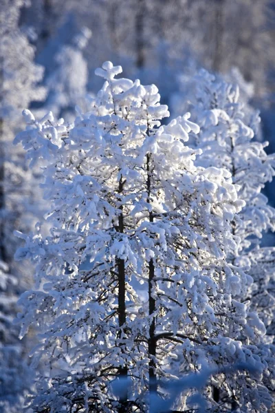 Treetops Stock Photos, Royalty Free Treetops Images | Depositphotos®