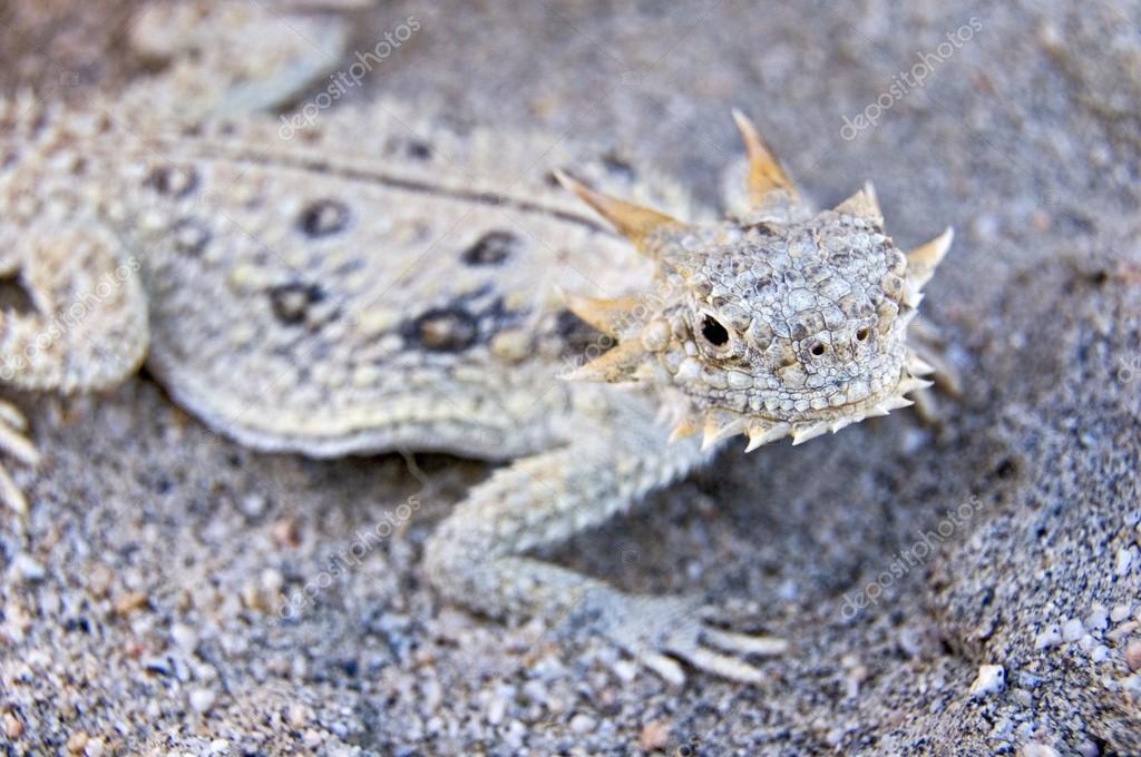 Flat Tailed Horned Lizard