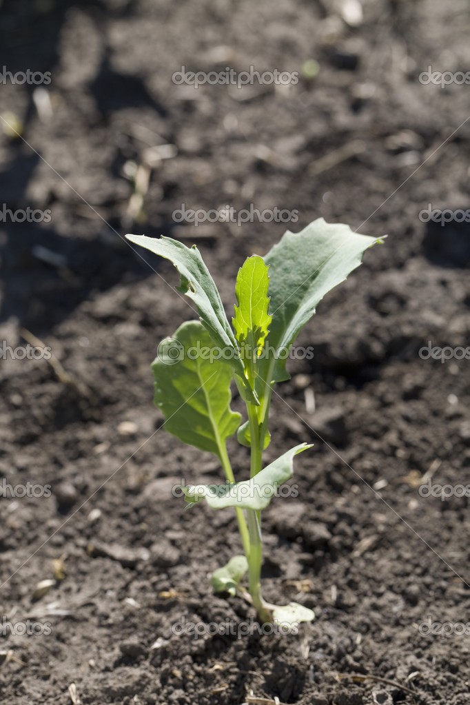 Single Canola Seedling Plant — Stock Photo © DesignPicsInc #31932887