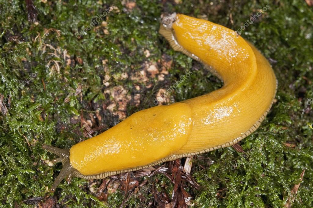 Banana Slug Digestive System