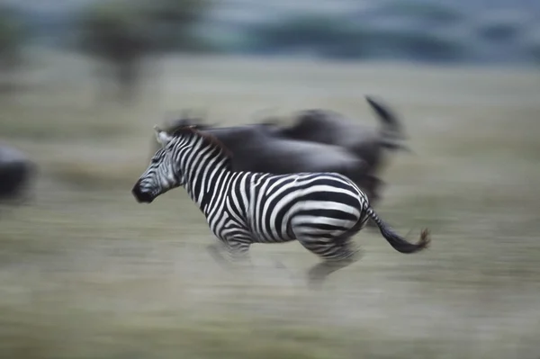 Zebra Running Fast