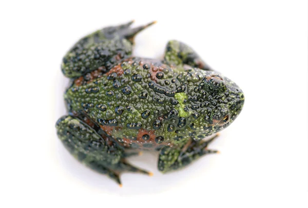 34,301 Toad Stock Photos | Free & Royalty-free Toad Images | Depositphotos