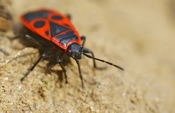 Bug facts Stock Photos, Royalty Free Bug facts Images | Depositphotos