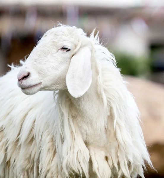 Closeup of long wool sheep - Stock Image - Everypixel