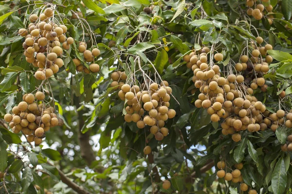 Amla tree Stock Photos, Royalty Free Amla tree Images | Depositphotos