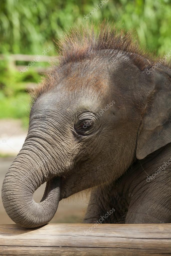 Elephant — Stock Photo © nattanan726 #33666337