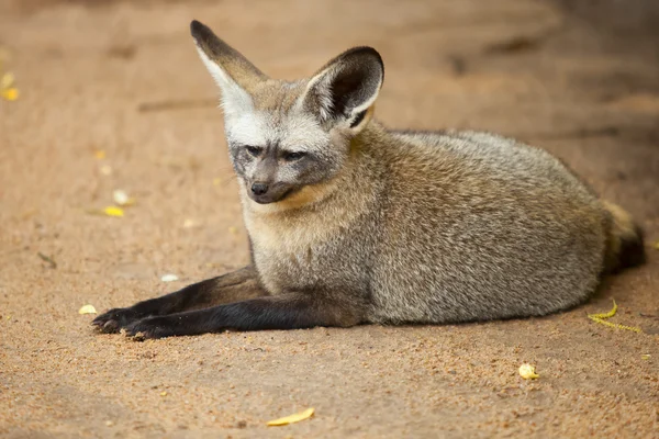 Bat eared fox Stock Photos, Royalty Free Bat eared fox Images ...