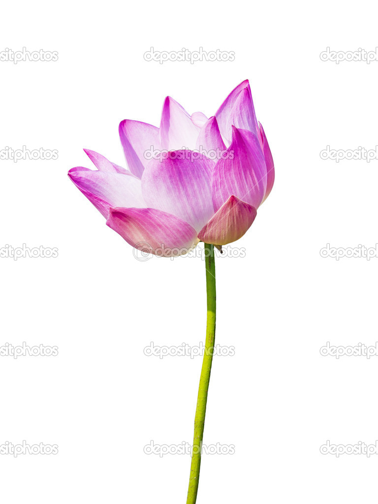 Magenta lotus flower — Stock Photo © missisya #34339859