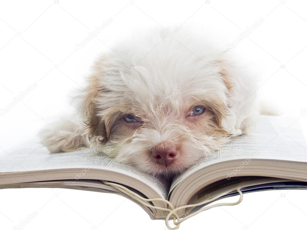 Puppy Reading A Book