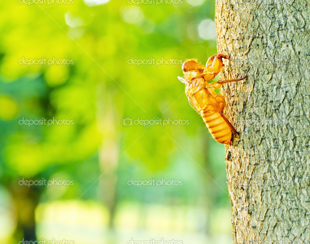 Cicada shell moult hanging from a tree — Stock Photo © missisya #34342015