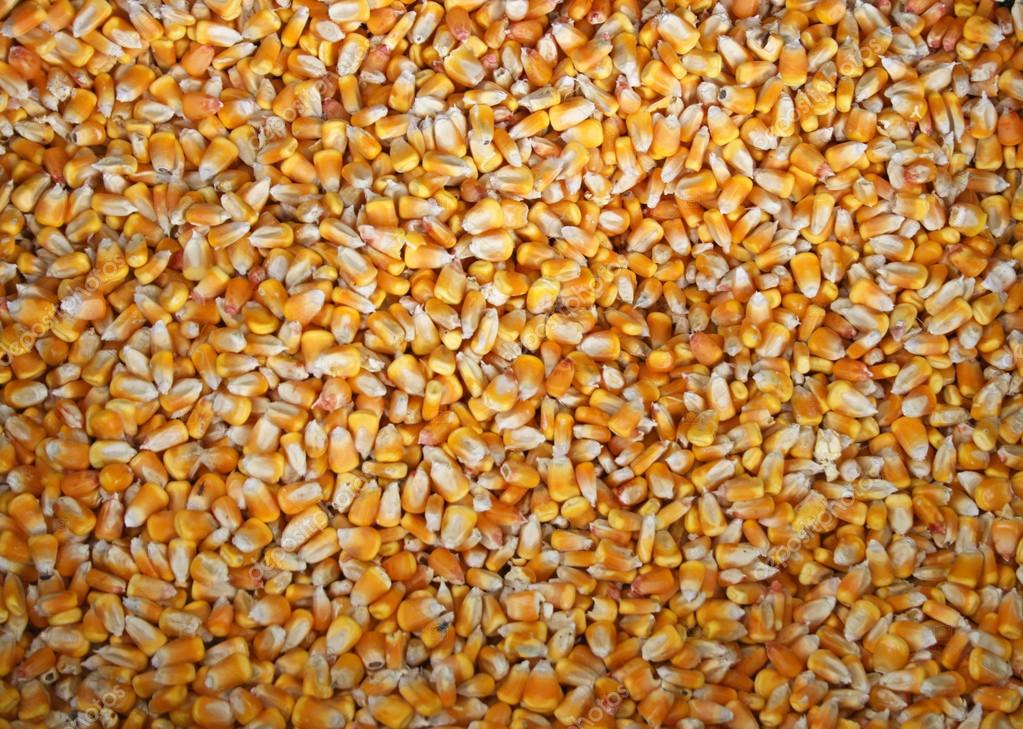 Field-corn Kernels Background — Stock Photo © jmillard37 #34166161