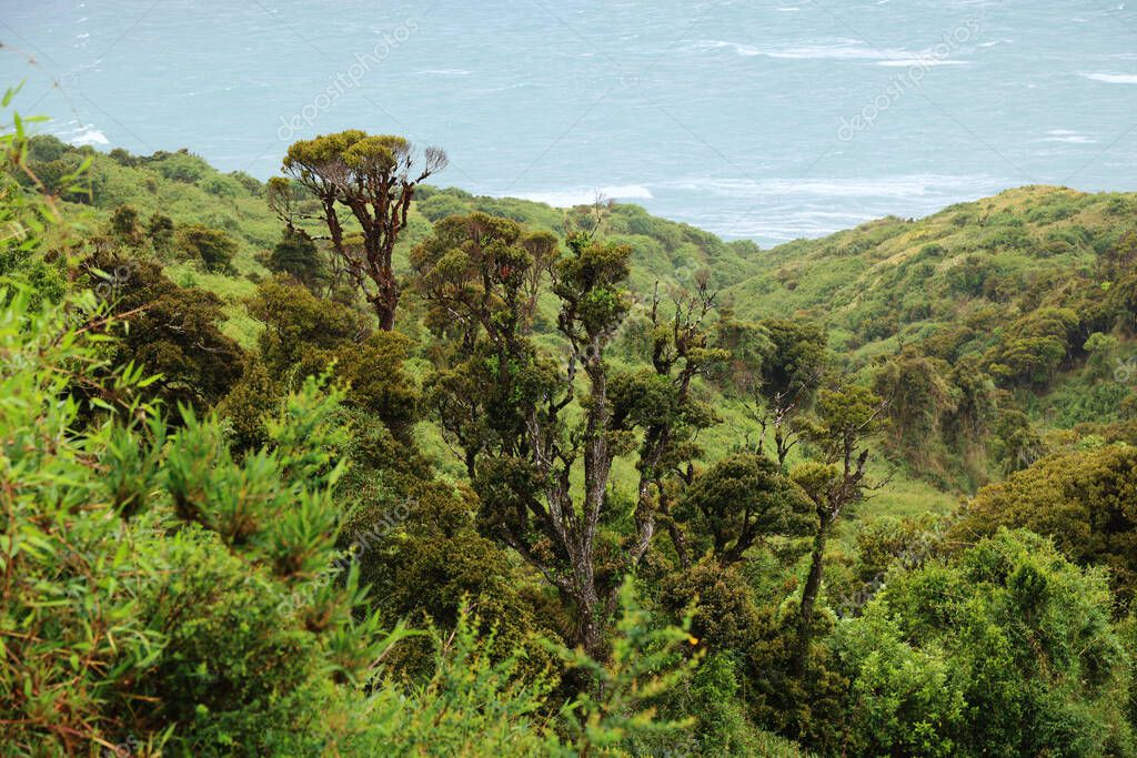 La vegetación típica de la isla de Chiloé, Chile 2022