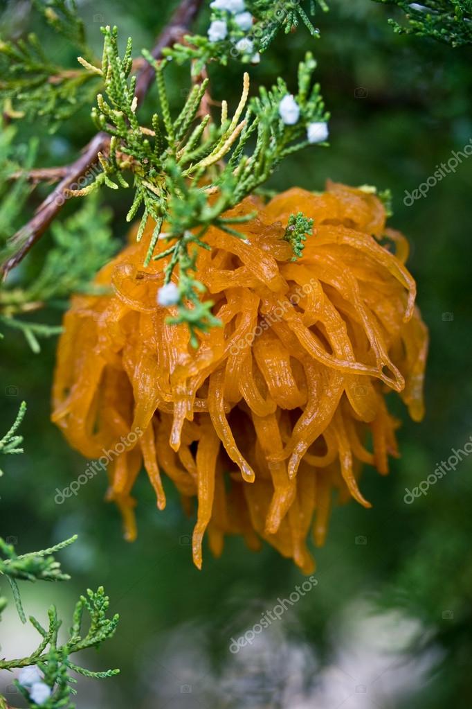 Cedar Apple Rust Fungus — Stock Photo © Fireflyphoto #31337555