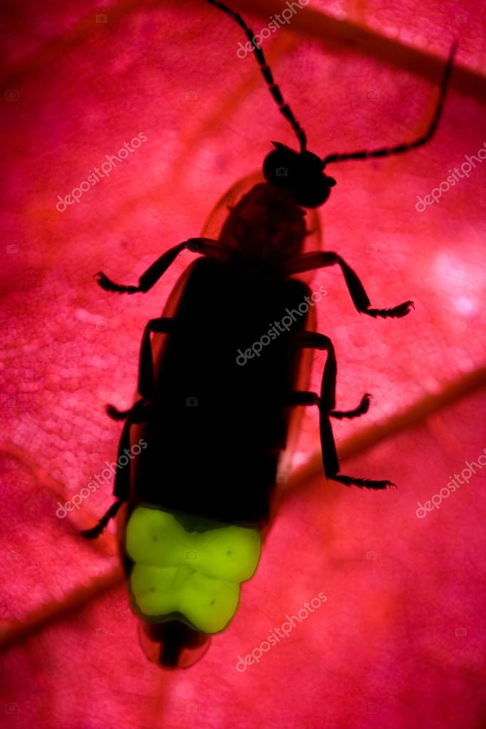 Firefly Flashing - Lightning Bug Stock Photo by ©Fireflyphoto 32225347