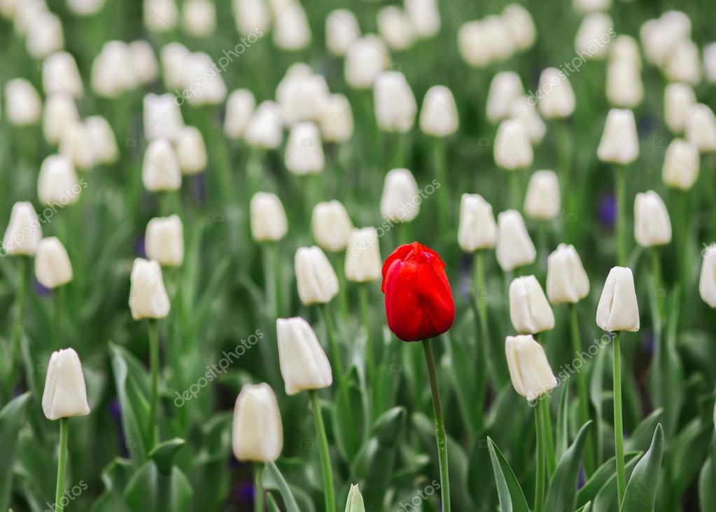 One red tulip in a sea of white tulips. Stock Photo by ©sashk0 35711307